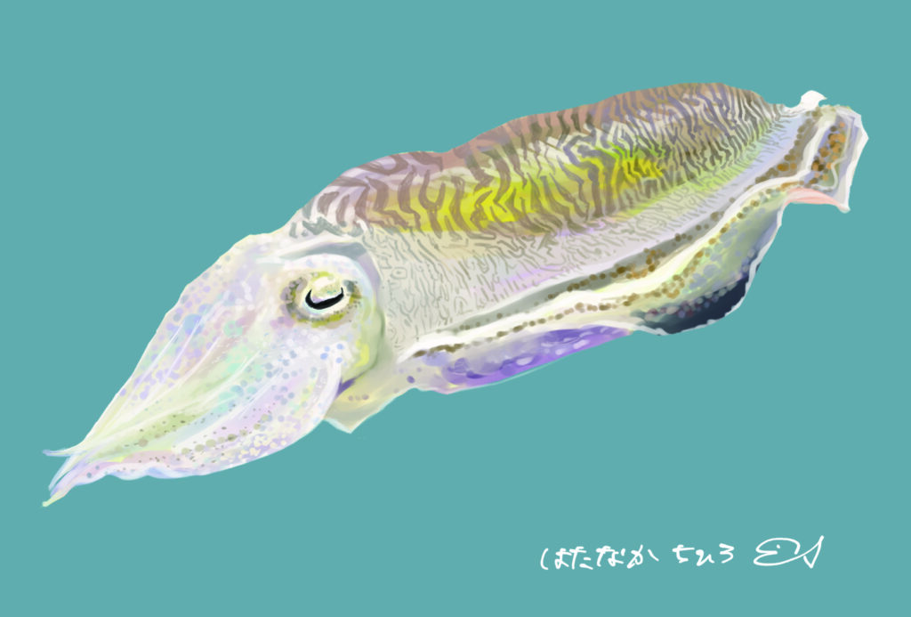 ギャラリー/Collection of works | hatanaka Chihiro fish-illustration