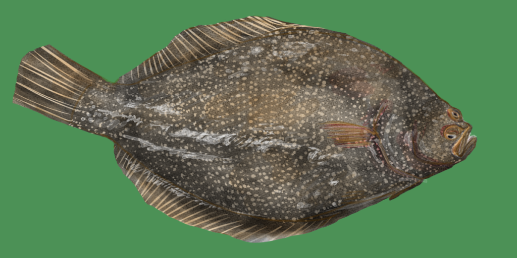 ギャラリー/Collection of works | hatanaka Chihiro fish-illustration